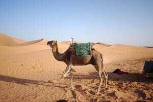 David Bragg · SmartFlyer