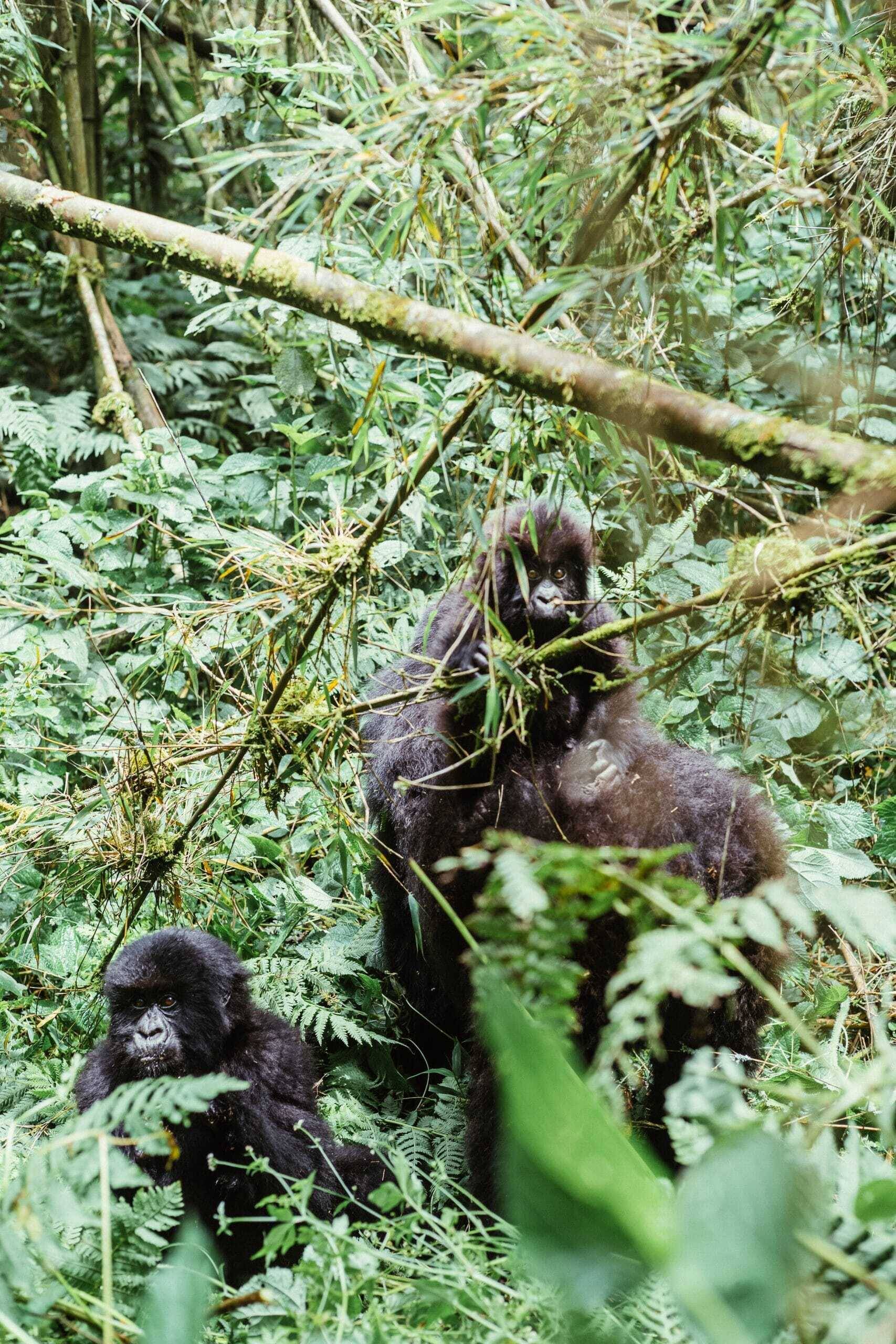 How to Trek with the Gorillas of Rwanda | SmartFlyer Travel Agency