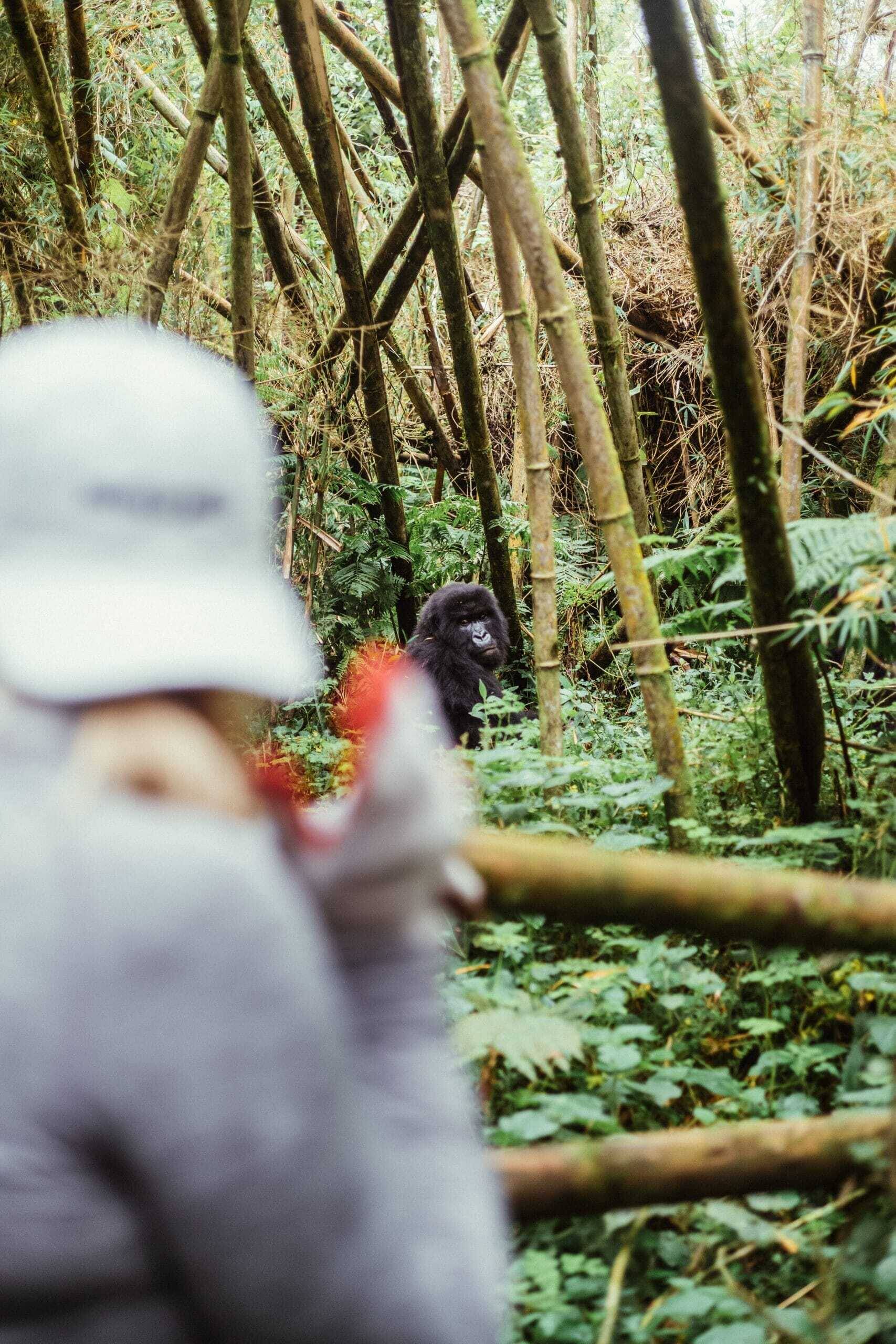 How to Trek with the Gorillas of Rwanda | SmartFlyer Travel Agency